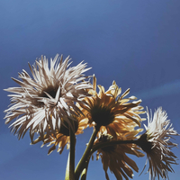 white／macico｜音楽ダウンロード・音楽配信サイト mora ～“WALKMAN”公式ミュージックストア～