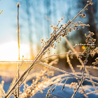 Day 245／Gerushida｜音楽ダウンロード・音楽配信サイト mora ～“WALKMAN”公式ミュージックストア～