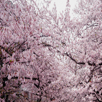 7th Ave／Tsundoku, Judith Falk｜音楽ダウンロード・音楽配信サイト mora ～“WALKMAN”公式ミュージックストア～