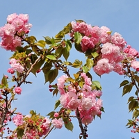 pink casablanca／Mryo｜音楽ダウンロード・音楽配信サイト mora ～“WALKMAN”公式ミュージックストア～